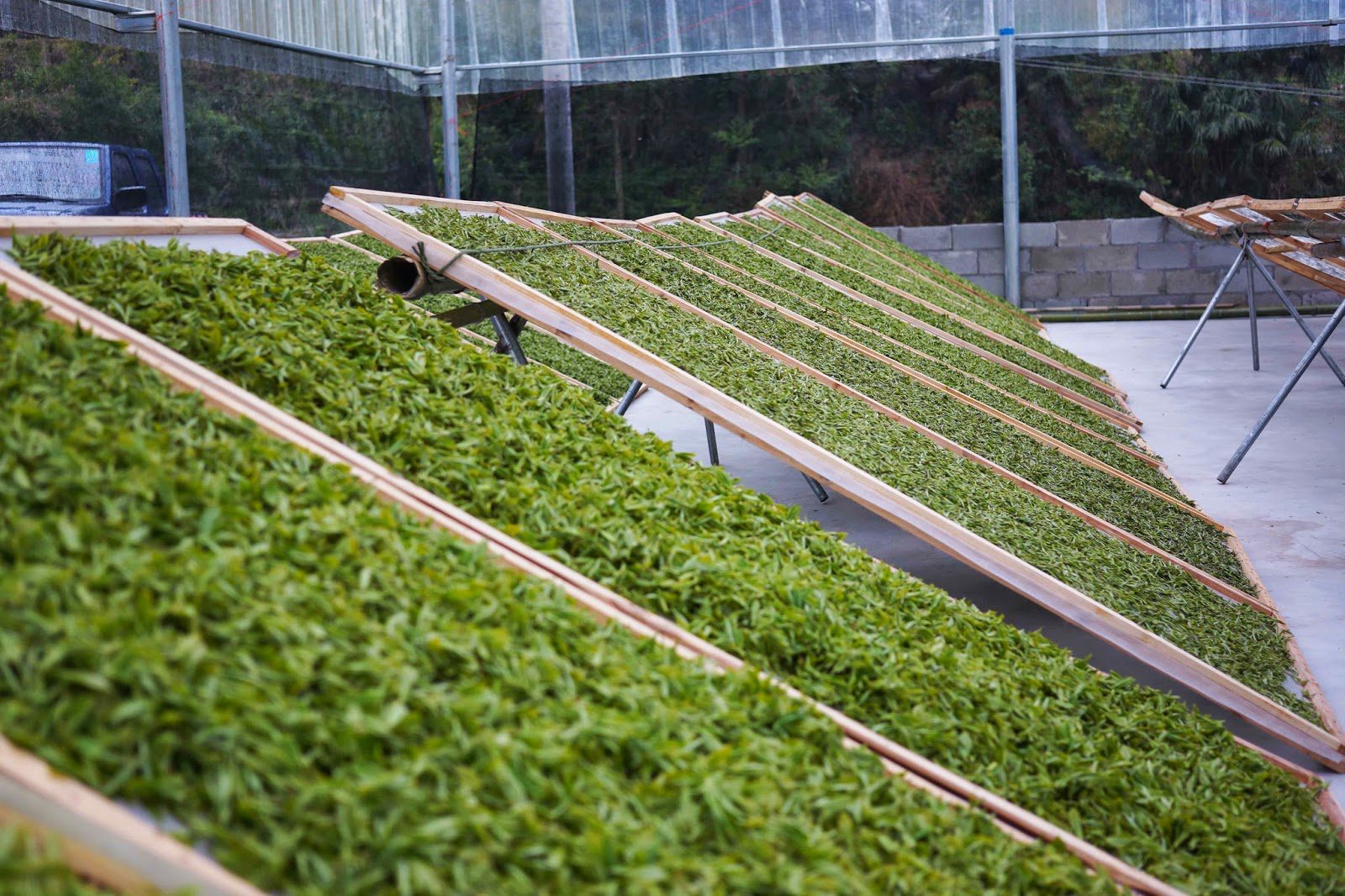 Yin Zhen Bai Hao "Ezüst tűk" kínai sárga tea - Tea Akadémia - Online ...