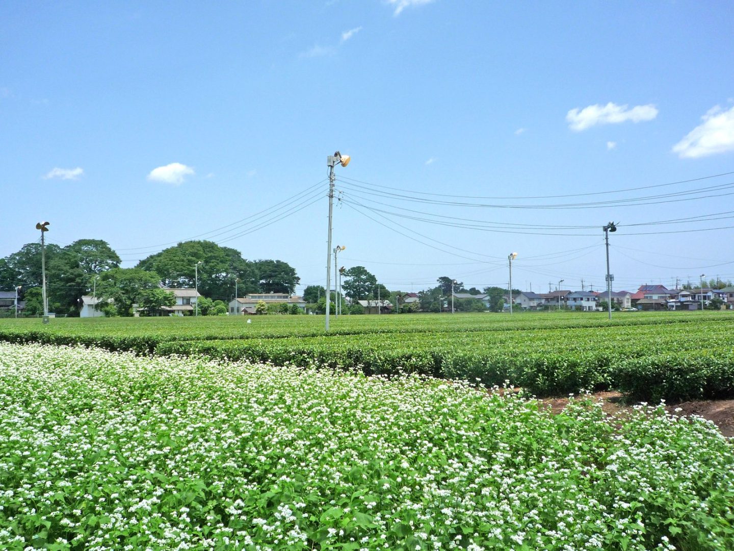 Japán fogyókúrás Soba -cha そば茶 pörkölt hajdina tea - Tea Akadémia ...