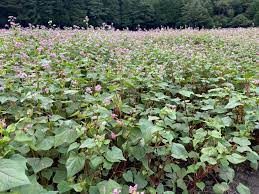 Japán fogyókúrás Soba -cha そば茶 pörkölt hajdina tea - Tea Akadémia ...